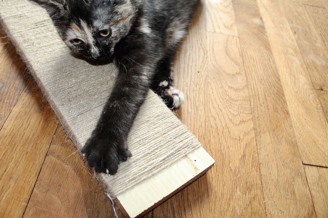 Tuto : Comment faire un griffoir pour chat ? - Pepnaf